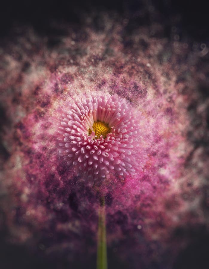 Flower Exploding into Particles Stock Photo - Image of flowers, powder ...