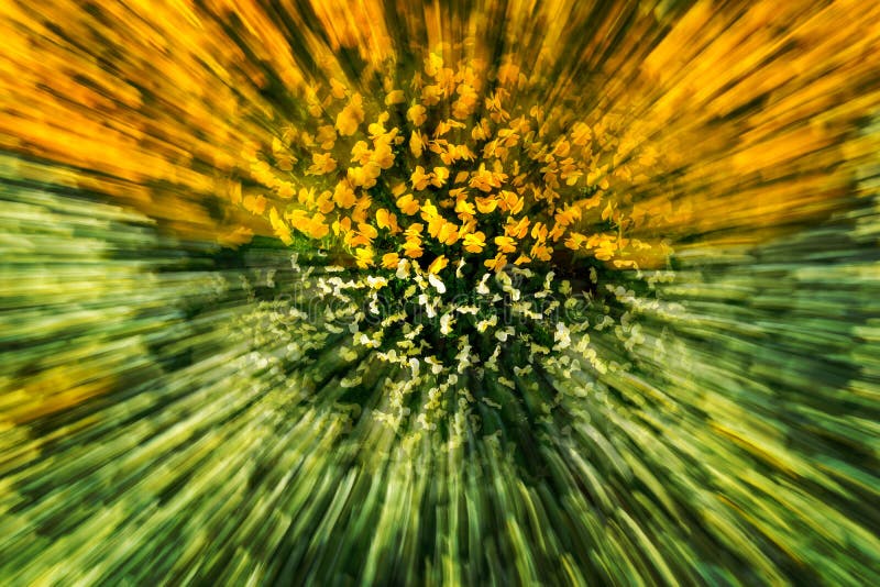 Flower explosion stock photo. Image of yellow, flowers - 54173456