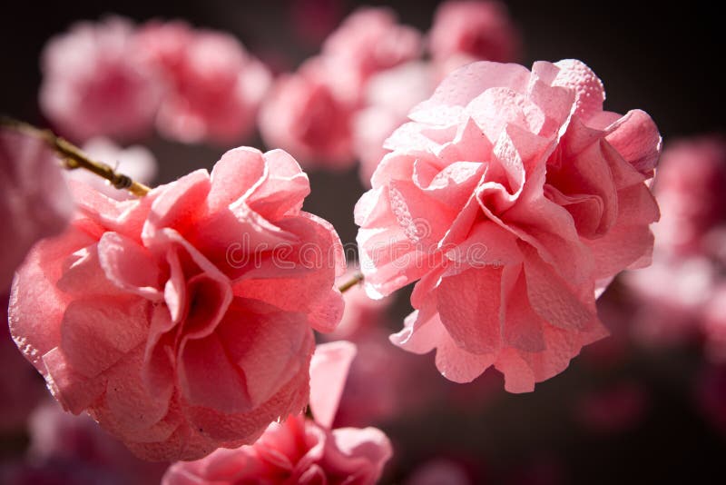Flower of facial tissue stock photo. Image of facial - 31494264