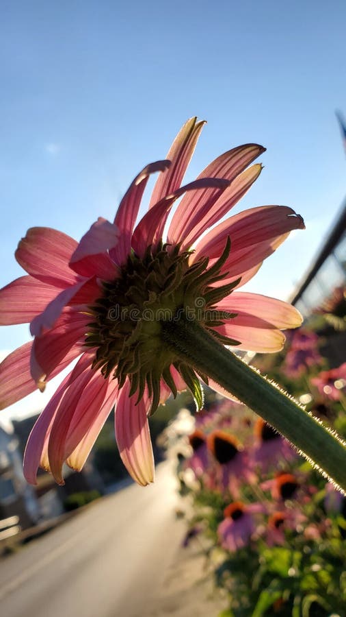 Flower facing the Sun stock photo. Image of nature, farm - 103582960