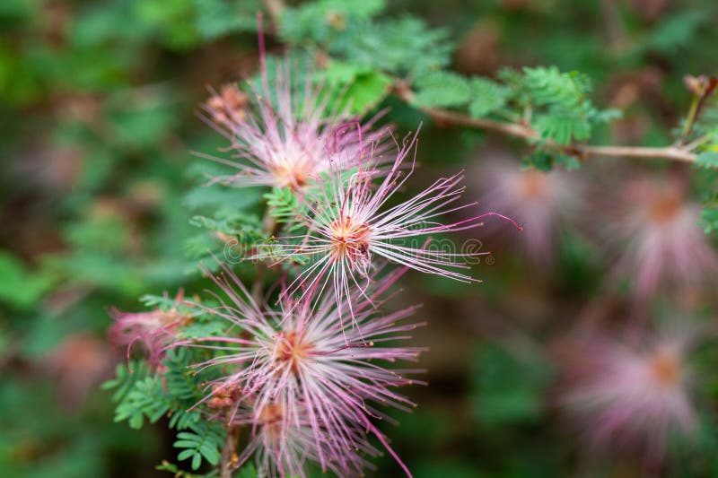 Flower of a Fairy Duster, Calliandra Eriophylla Stock Photo - Image of ...