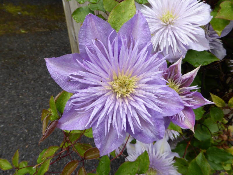 Flower in Fall Bloom and Looking Great Stock Photo - Image of bloom ...