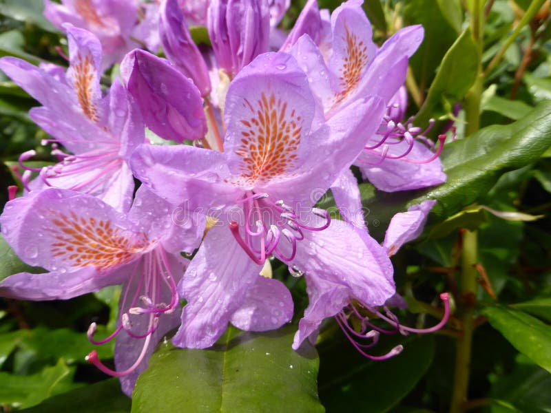 Flower in Fall Bloom and Looking Great Stock Image - Image of flower ...