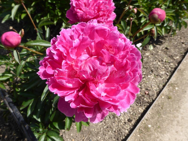 Flower in Fall Bloom and Looking Great Stock Image - Image of bloom ...