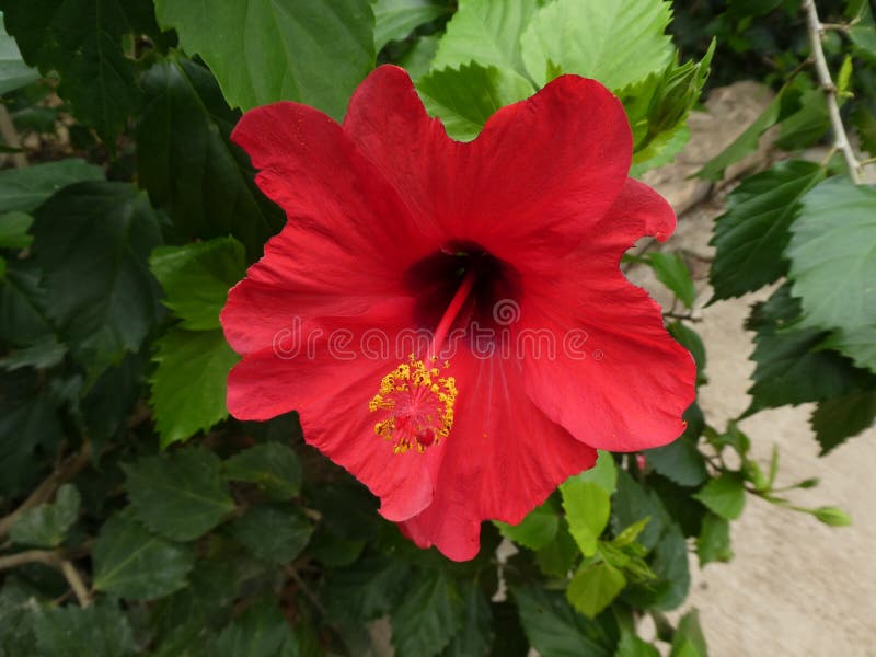 Flower in Fall Bloom in a Nice Red Stock Photo - Image of yellow ...