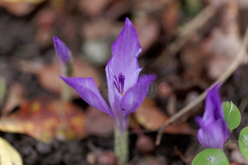 Flower of the Fall Crocus Crocus Banaticus Stock Photo - Image of fall ...