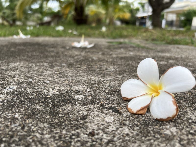 While Flower Fall Down on the Ground. Stock Image - Image of beauty ...