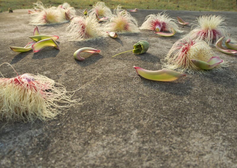 Flower fall on ground stock photo. Image of white, beautiful - 70686010