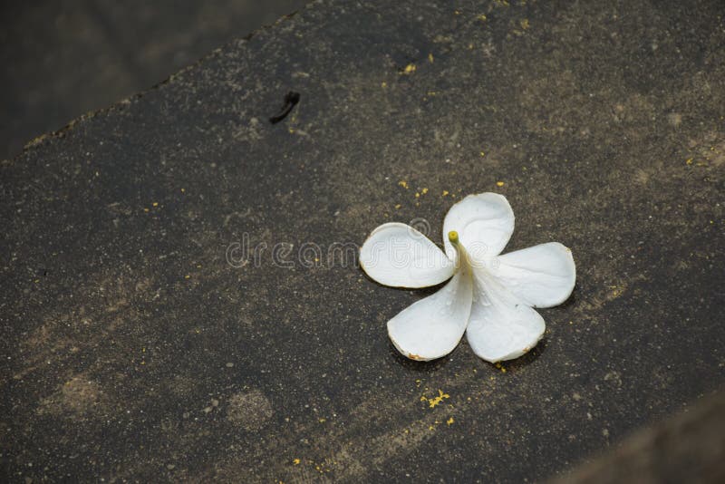 Flower fall to the ground stock image. Image of beautiful - 105293065