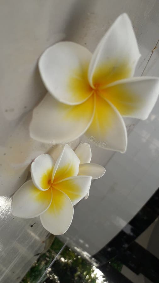 Flower stock image. Image of bouquet, petal, leaf, lily - 203495367