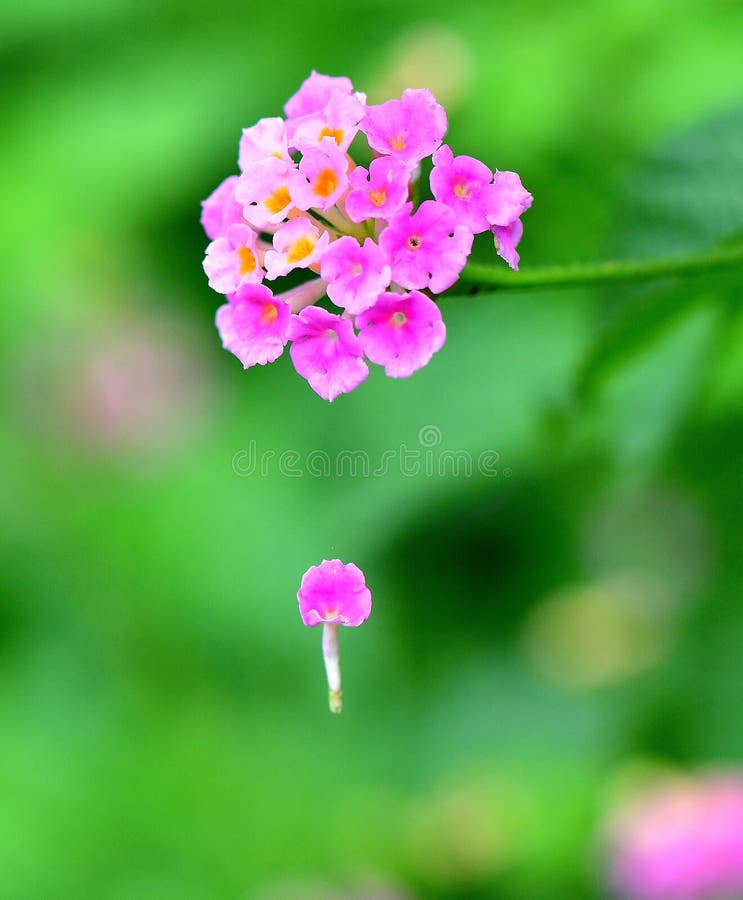 The flower is falling stock image. Image of life, death - 162221485