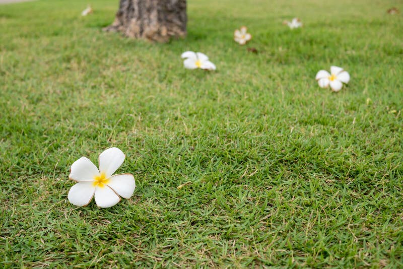 Flower falling stock photo. Image of flora, fall, daylight - 38228314