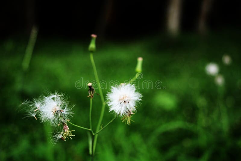 Flower falling down stock image. Image of nature, wildflower - 201133561