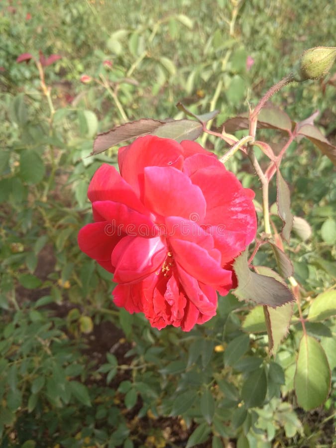 At the indian rose garden stock image. Image of colour - 166826967