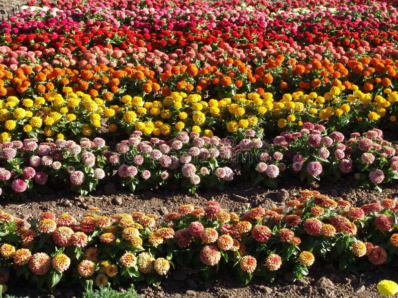 Flower Farm stock image. Image of organic, spring, outdoors - 78063