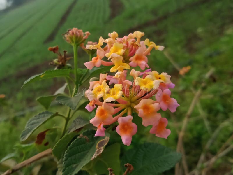 Dhanki Stock Photos - Free & Royalty-Free Stock Photos from Dreamstime