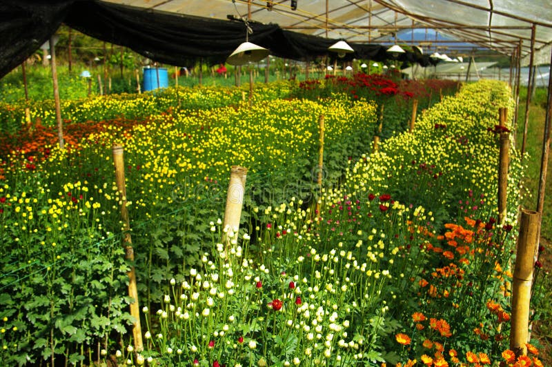 Flower Farm Nursery in Green House Stock Photo - Image of implant ...