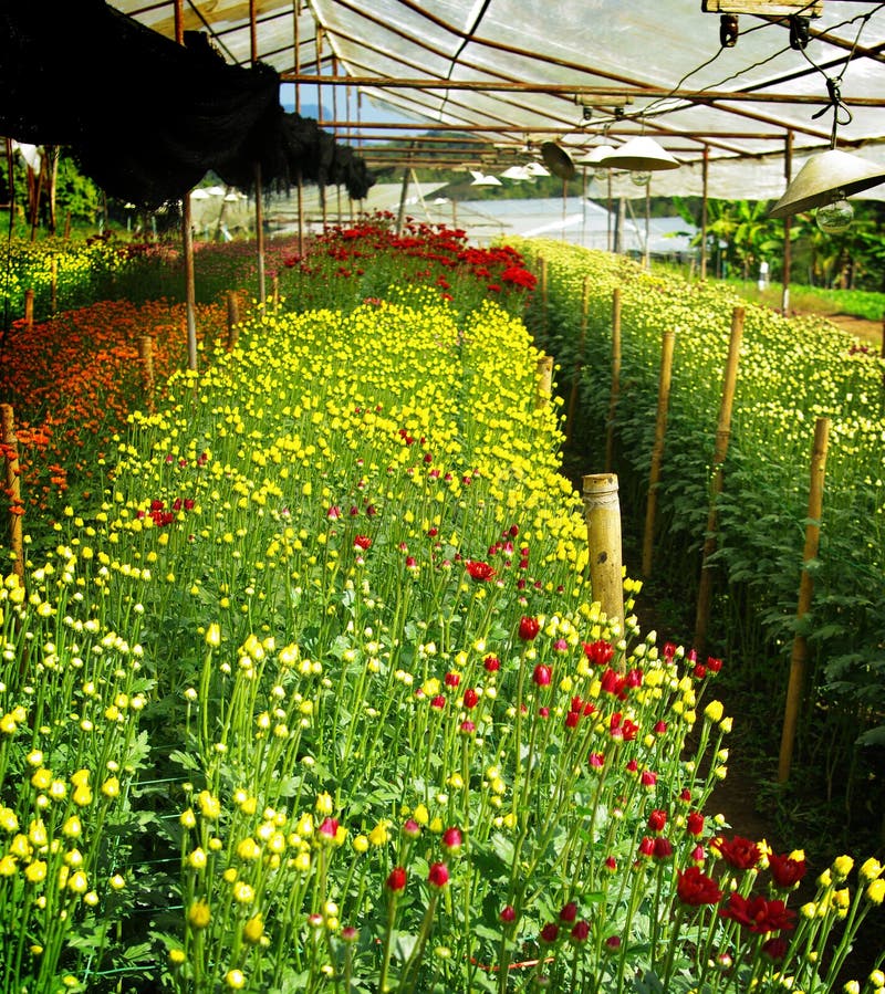 Flower Farm Nursery in Green House Stock Photo - Image of industrial ...