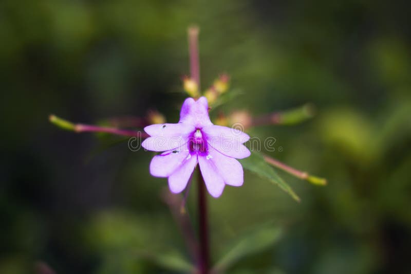 The FLOWER stock photo. Image of summer, cold, grass - 86570762