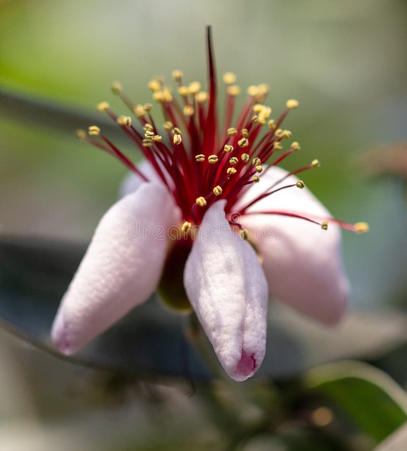 Flower on Feijoa Tree in Nature. Stock Image - Image of flora, fruit ...