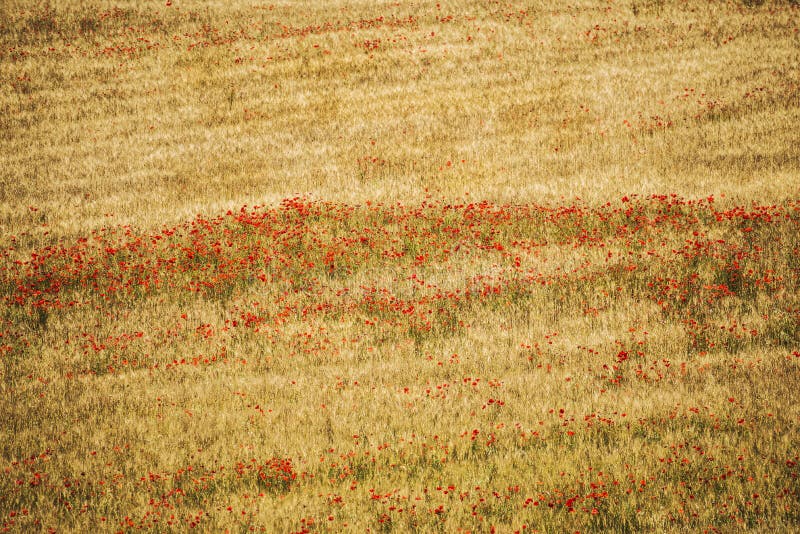 Flower feild stock image. Image of rural, field, outdoors - 56268253