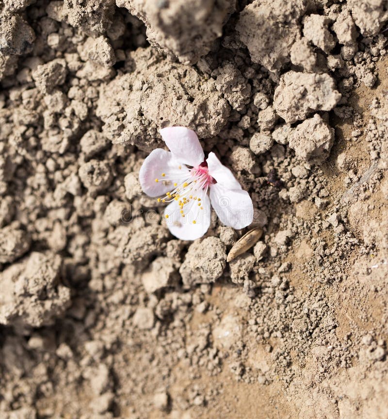 Flower Fell from a Tree on the Ground Stock Photo - Image of random ...