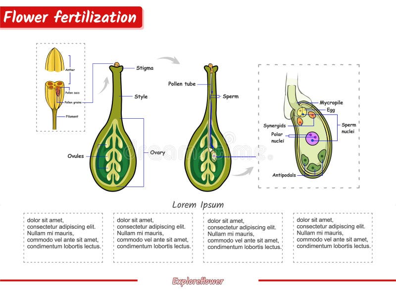 Pollinator Botanical Stock Illustrations – 223 Pollinator Botanical ...