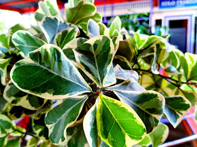 Flowerficus Stock Photos - Free & Royalty-Free Stock Photos from Dreamstime