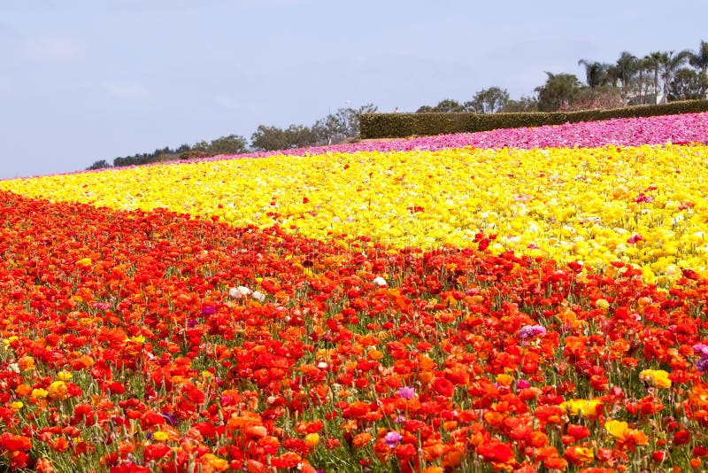 Flower field stock image. Image of flower, beautiful - 12068407