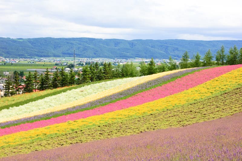 Flower field stock photo. Image of countryside, landscape - 12175496