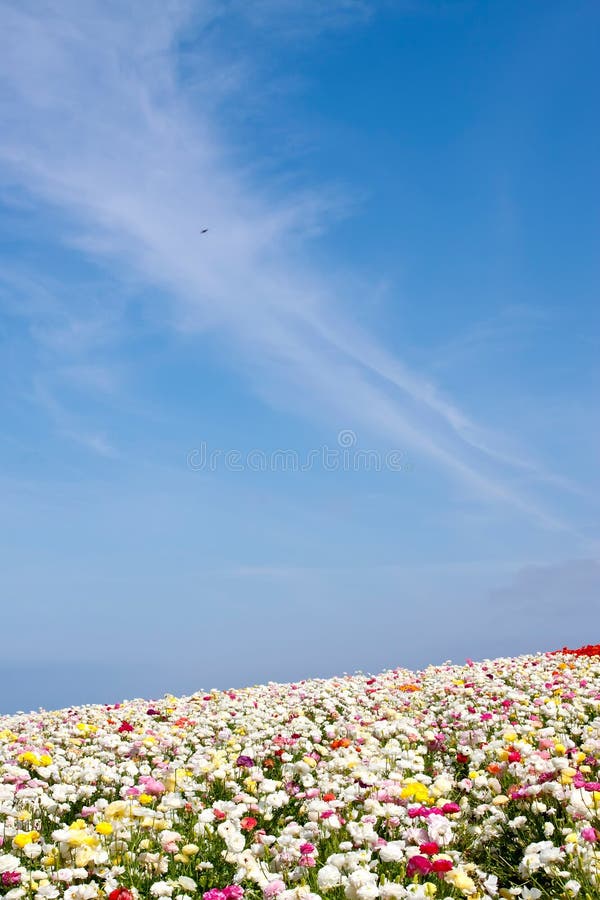 Flower field stock photo. Image of ecosystem, flower - 12285708