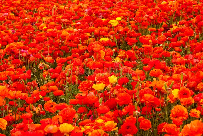 Flower field stock photo. Image of flower, colorful, nature - 12354560