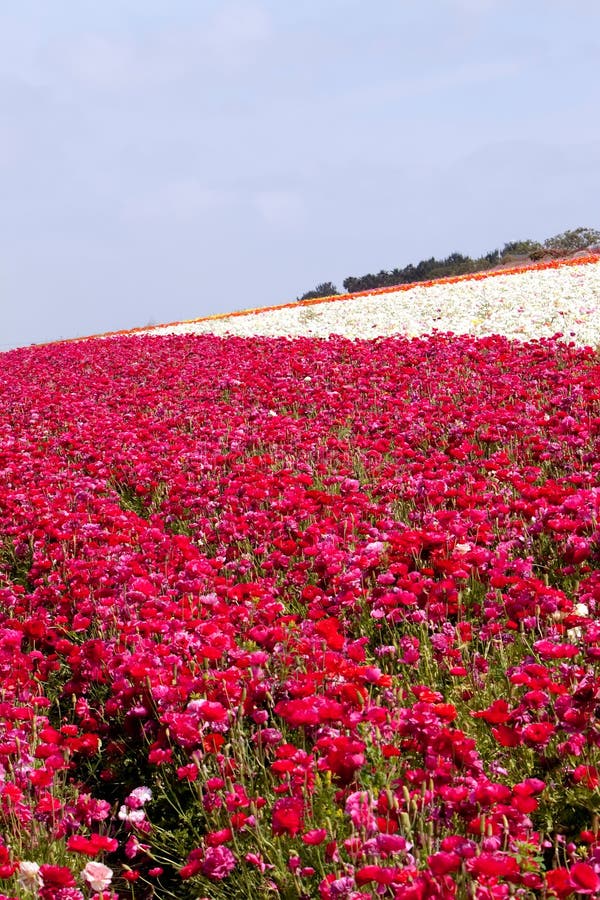 Flower field stock image. Image of nature, flower, gardening - 12828727
