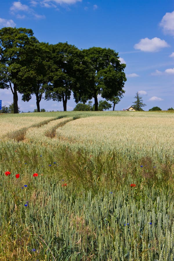 Flower, Field, Ecosystem, Wildflower Picture. Image: 100703359