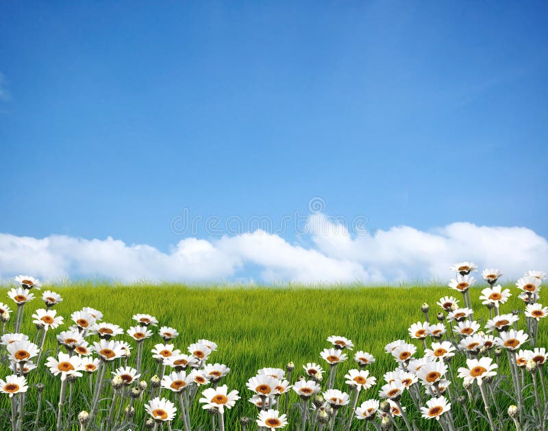 Flower field stock photo. Image of plant, clover, land - 20701930