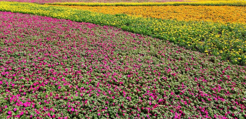 Flower field stock image. Image of pasture, farmer, beauty - 22770407