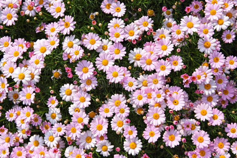 Flower field stock photo. Image of flower, bloom, farm - 22770412