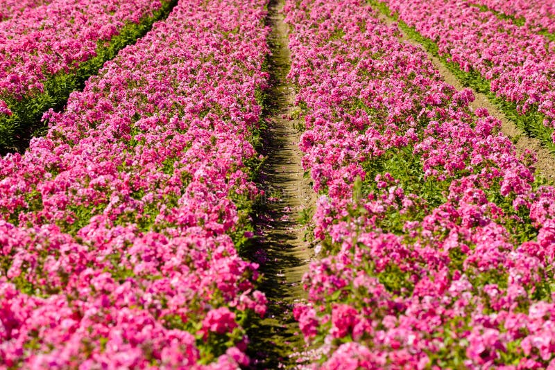 Flower field stock photo. Image of blossom, environment - 26162764