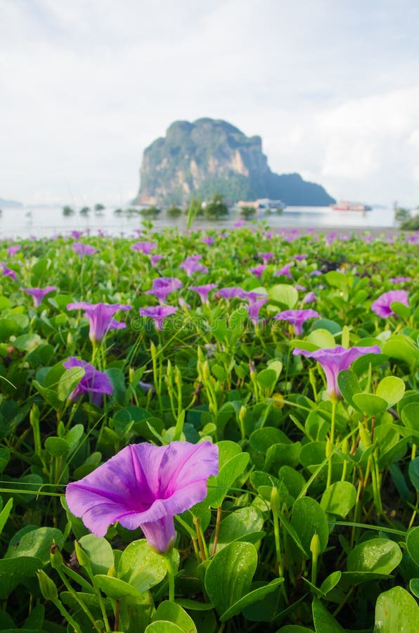 Flower field stock photo. Image of flower, harbour, pakmeng - 28062796