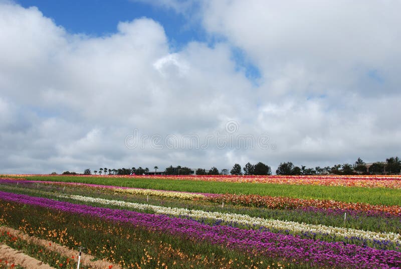 The flower field stock photo. Image of farm, flowers, flower - 4944844