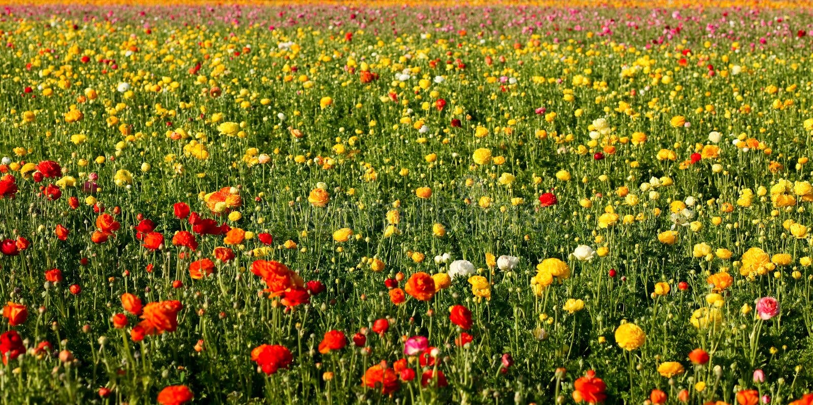 Flower field stock photo. Image of bright, field, bokeh - 9223142