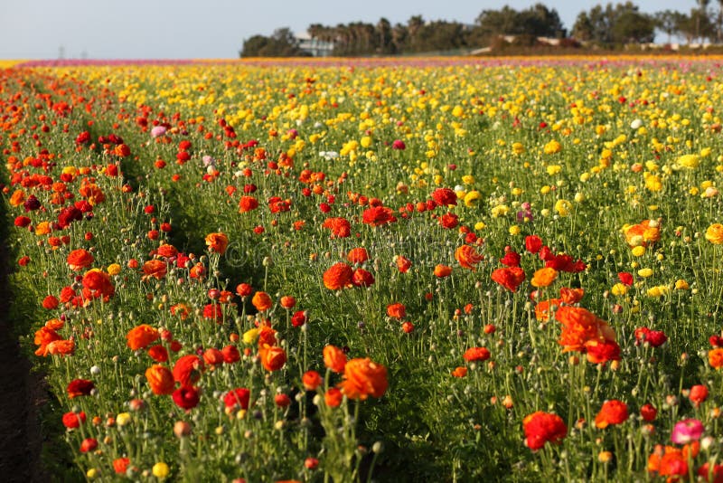 Flower, Field, Ecosystem, Wildflower Picture. Image: 100703359