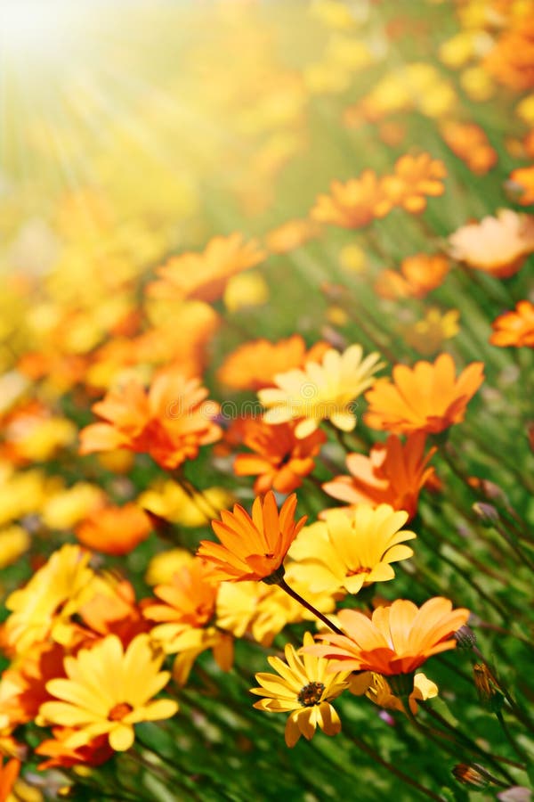 Flower field stock image. Image of nature, environment - 8570831