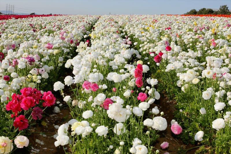 Ranunculus Flower Field, San Diego, CA Stock Image - Image of ...