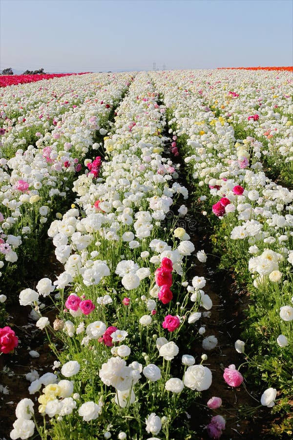 Flower field stock photo. Image of bright, field, bokeh - 9223142