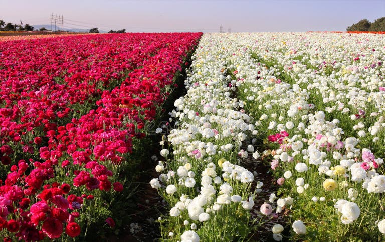 Flower field stock photo. Image of fairytale, land, outdoor - 8759430