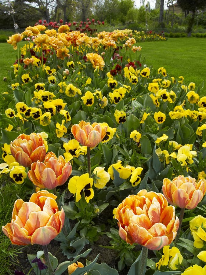 Flower Field stock image. Image of pastoral, flower, roadside - 884549