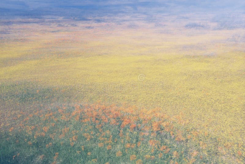 Flower Field Abstract stock photo. Image of surreal, monet - 4254532