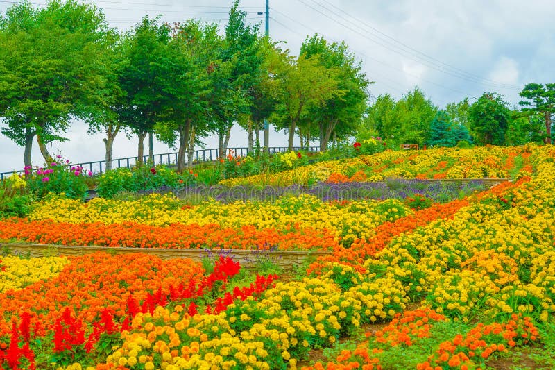 Flower Field in Biei -cho, Hokkaido Stock Image - Image of refreshing ...