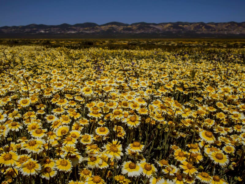 Flower Field Blooming in National Park Nature Stock Photo - Image of ...